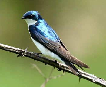 Tree Swallow - Flathead Audubon Society
