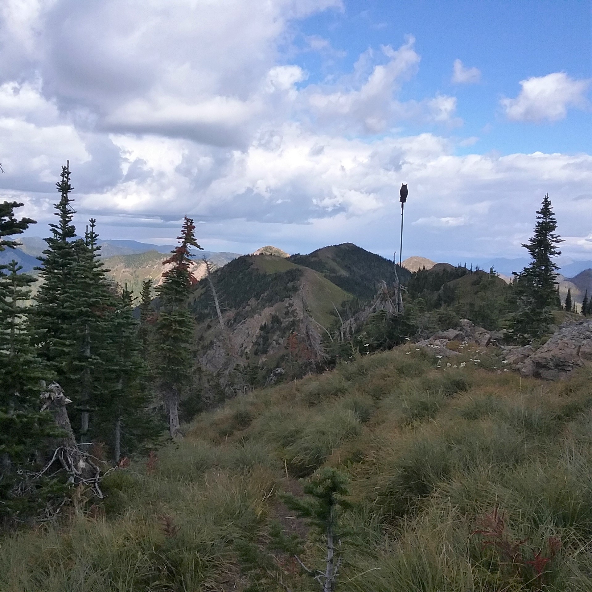 JEWEL BASIN HAWK WATCH FIELD TRIP - Flathead Audubon Society