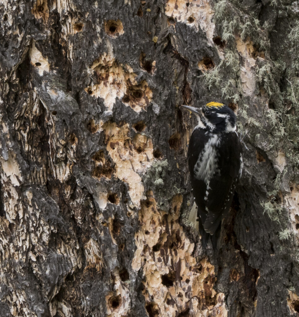 American Three-toed Woodpecker - Flathead Audubon Society
