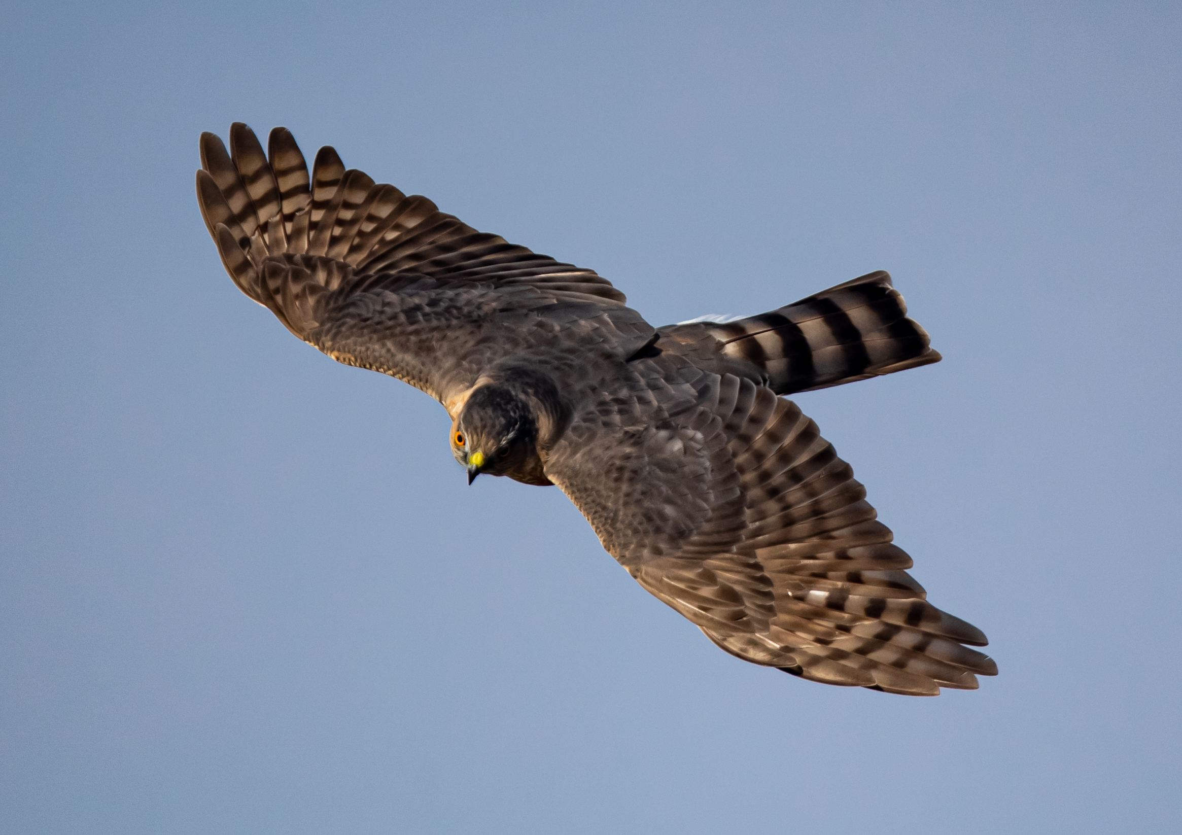 Sharp Shinned Hawk Flying
