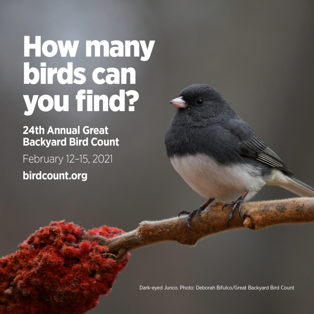 The Great Backyard Bird Count 2021 - Flathead Audubon Society