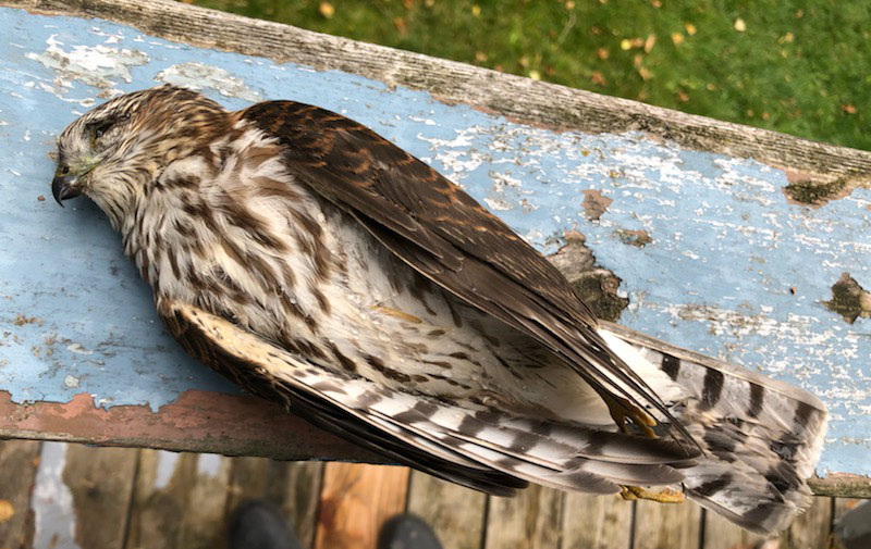 Operation Bird Collision - Flathead Audubon Society