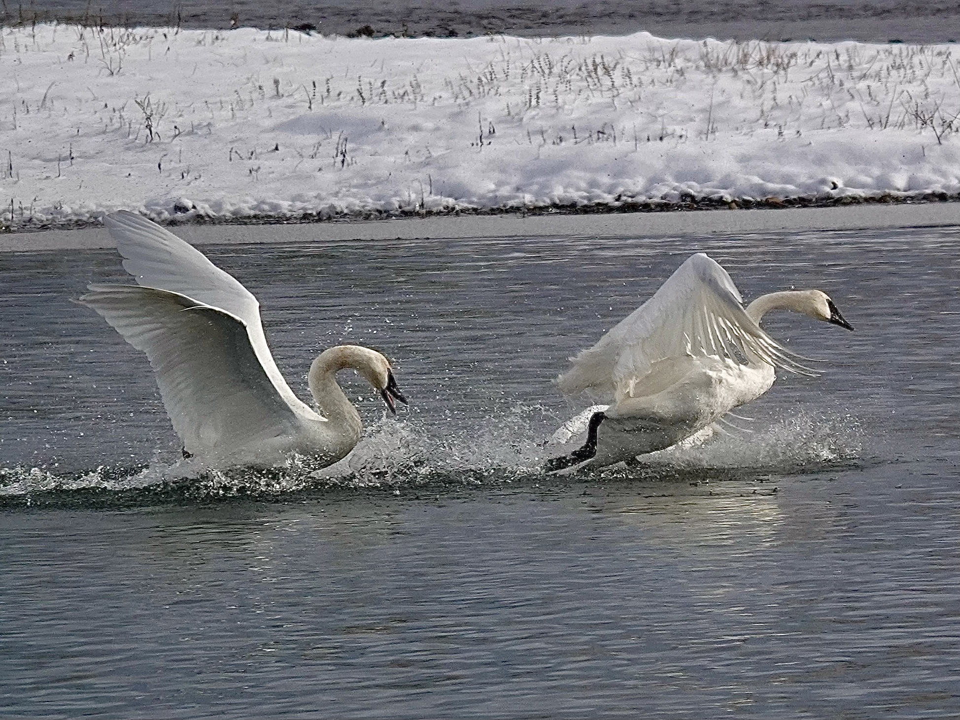 2023 Upper Swan Christmas Bird Count - Flathead Audubon Society