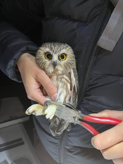 Northern Saw-whet Owl Banding and Survey - Flathead Audubon Society