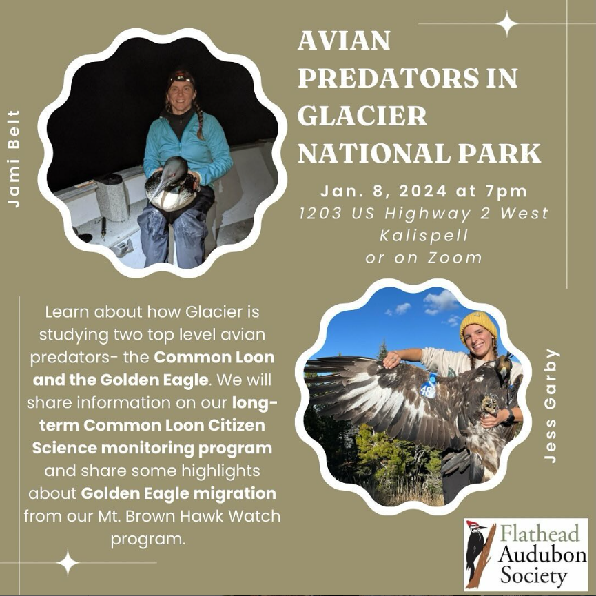Avian Predators in Glacier National Park - Flathead Audubon Society